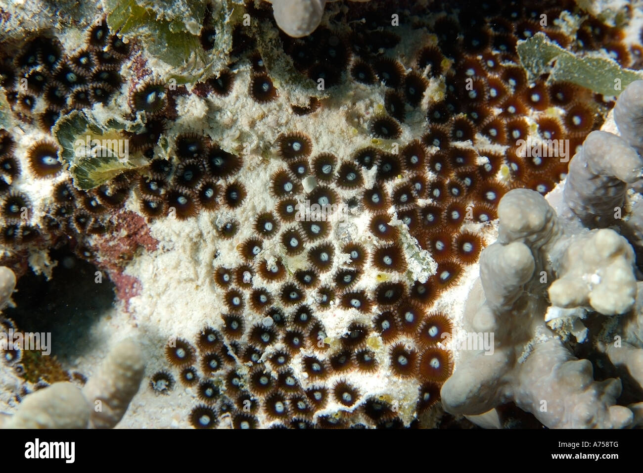 Zoanthids Rongelap Atoll Marshall Islands Micronesia Stock Photo - Alamy