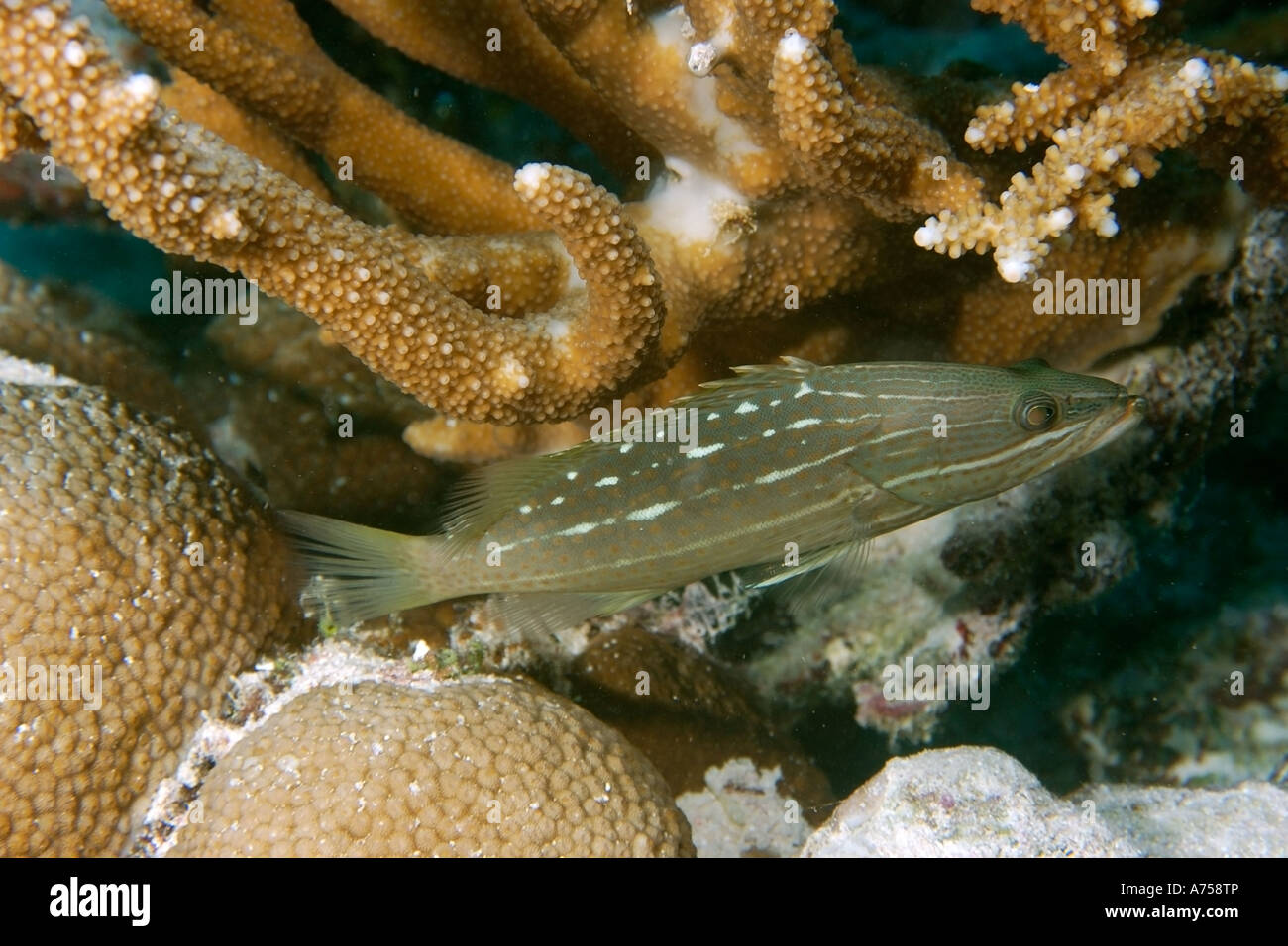 White lined grouper Anyperodon leucogrammicus Rongelap Atoll Marshall ...