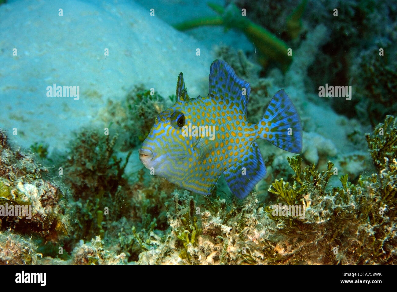 Juvenile triggerfish hi-res stock photography and images - Alamy