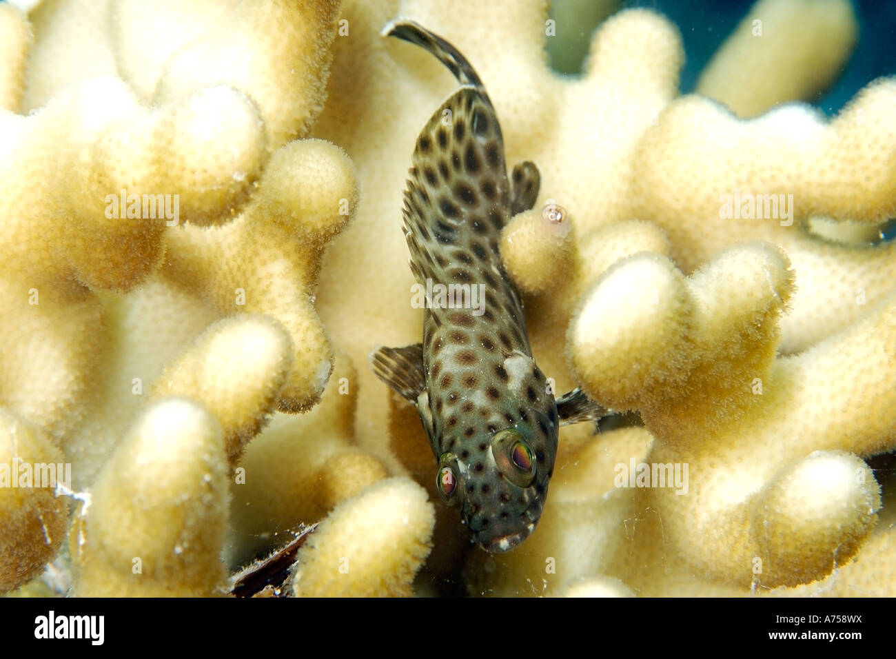 Honeycomb grouper Epinephelus merra Rongelap Atoll Marshall Islands ...