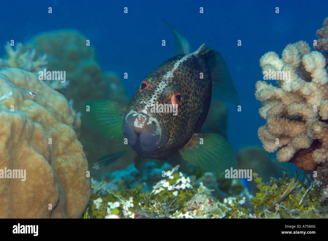 Yellow edged lyretail grouper Variola louti transitional phase Rongelap ...