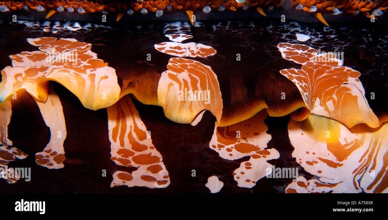 Thorny oyster Spondylus varius Rongelap Atoll Marshall Islands ...