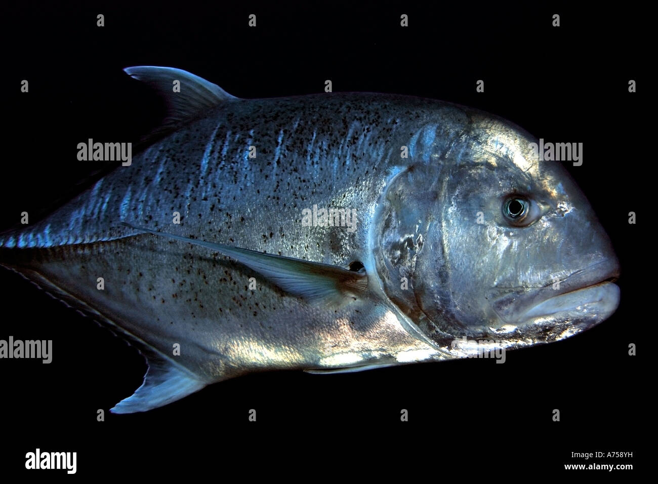 Jack trevally hi-res stock photography and images - Alamy