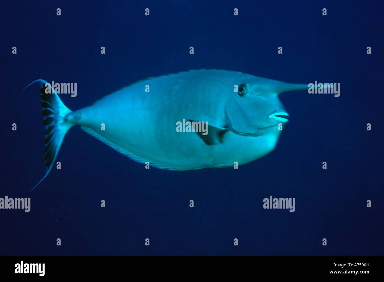 Naso annulatus hi-res stock photography and images - Alamy