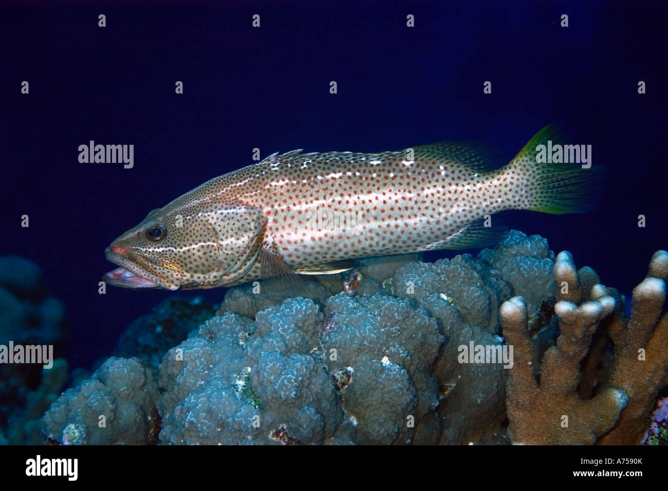 Grouper mouth hi-res stock photography and images - Alamy