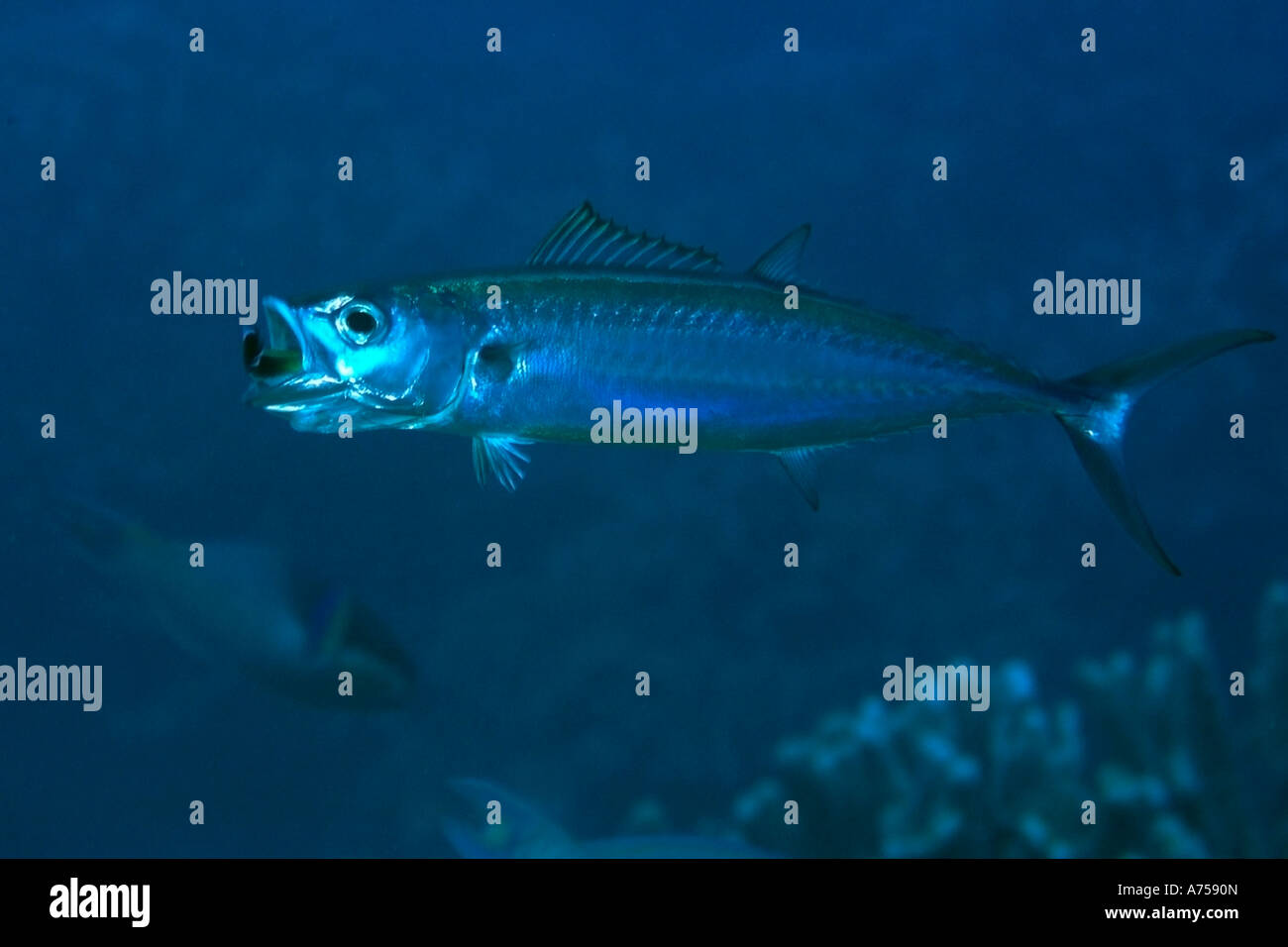 Mackerel scad Decapterus macarellus being cleaned by cleaner wrasse ...