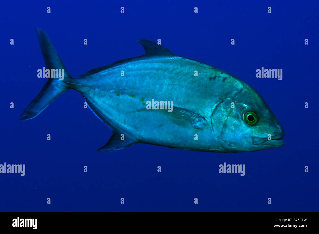 Yellow spotted trevally Carangoides orthogrammus Rongelap Marshall ...