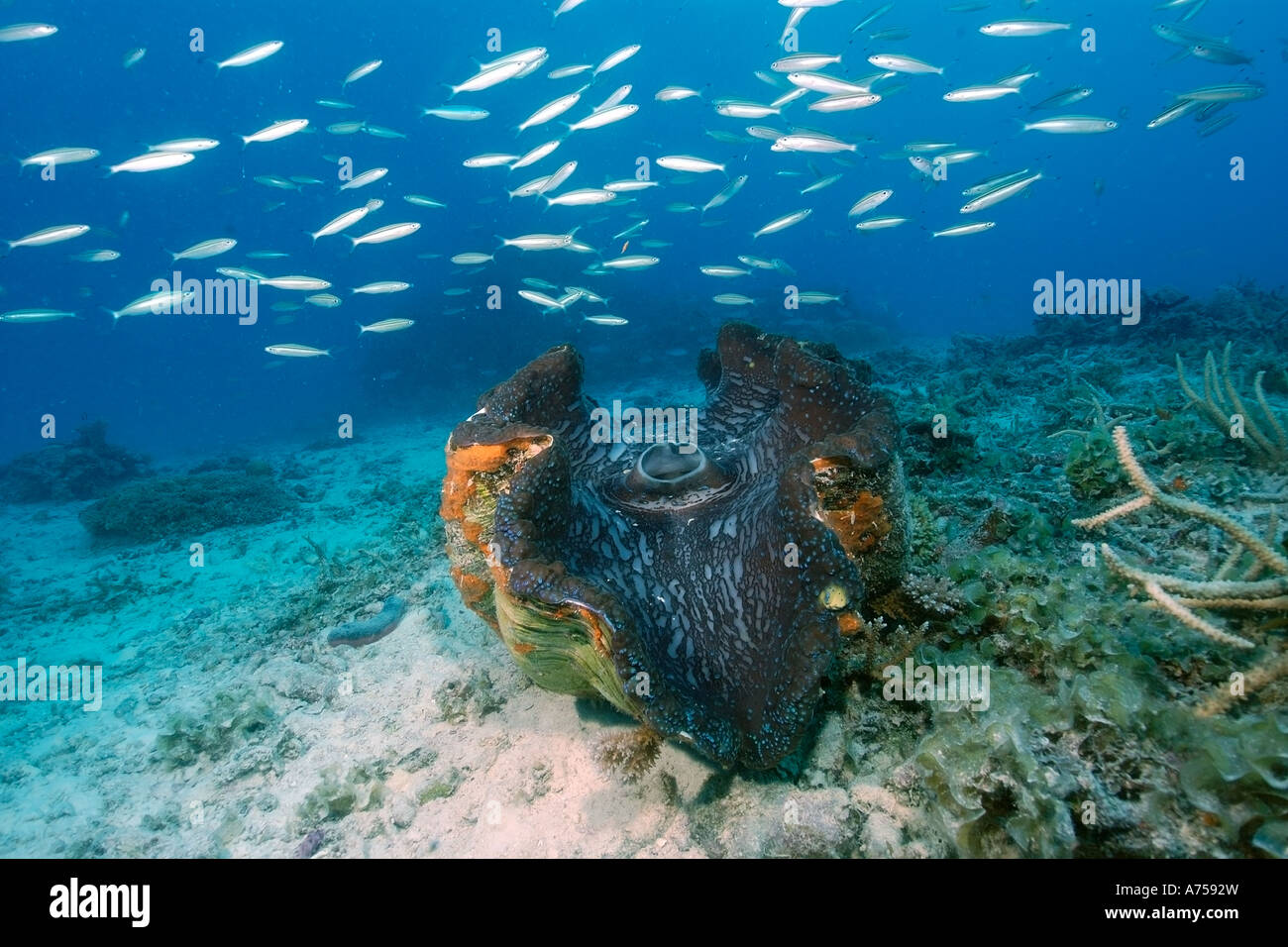 Giant clam Tridacna gigas Rongelap Atoll Marshall Islands Micronesia ...