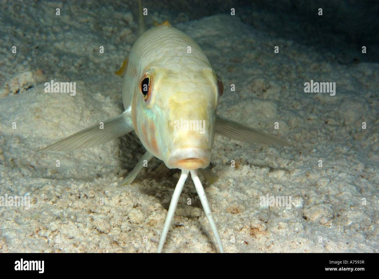 Yellowstripe goatfish Mulloidichthys flavolineatus night Rongelap Atoll ...