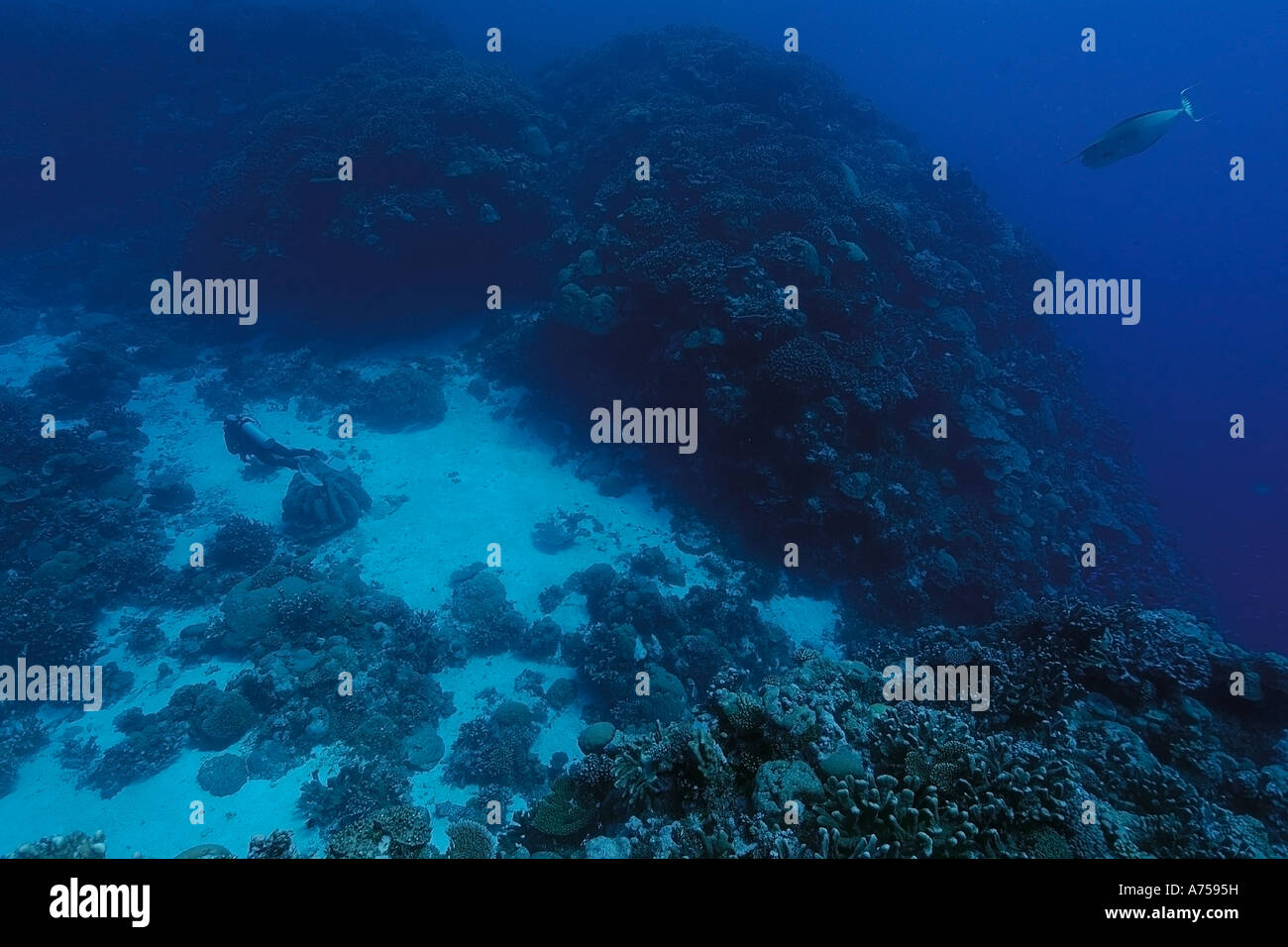 Diver explores drop off at Jaboan Rongelap Atoll Marshall Islands ...