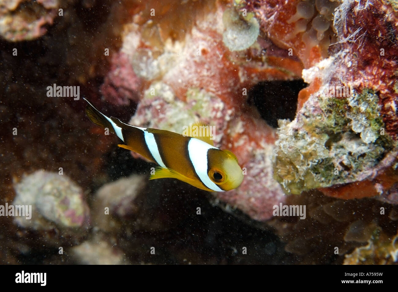 Three banded anemonefish Amphiprion tricinctus, endemic, Rongelap Atoll ...