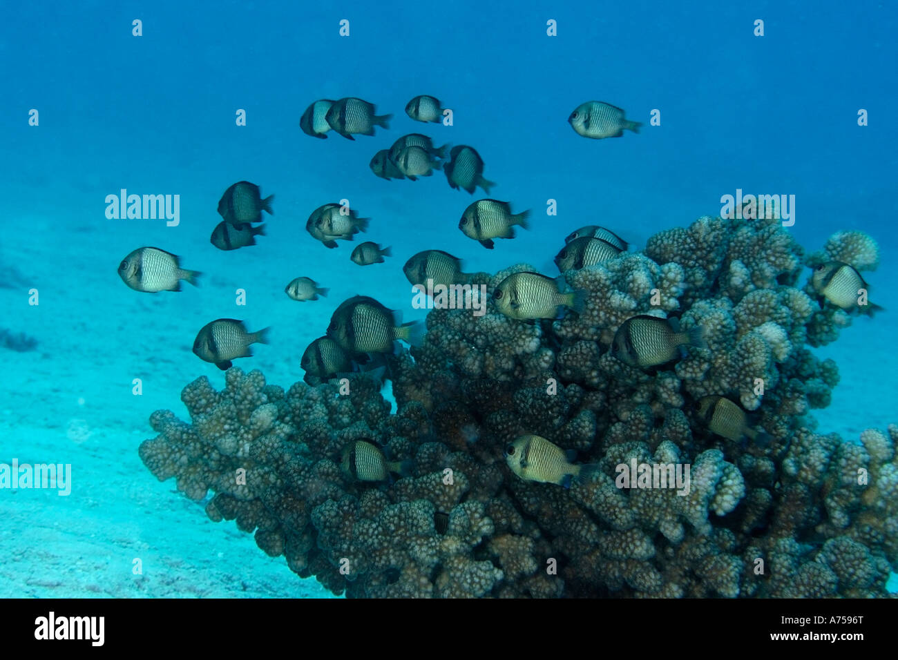 Reticulated dascyllus Dascyllus reticulatus hovering over coral ...