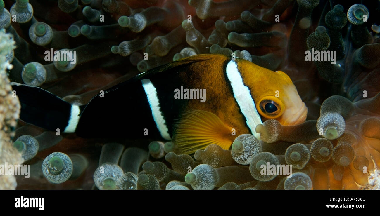 Three banded clownfish hi-res stock photography and images - Alamy