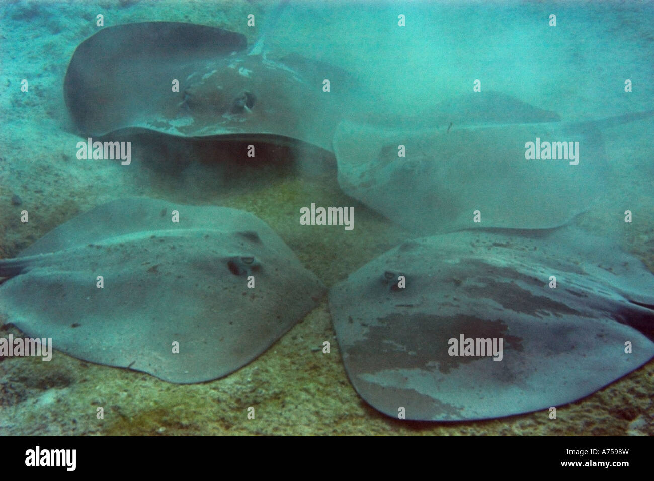 Conservation stingray hi-res stock photography and images - Alamy