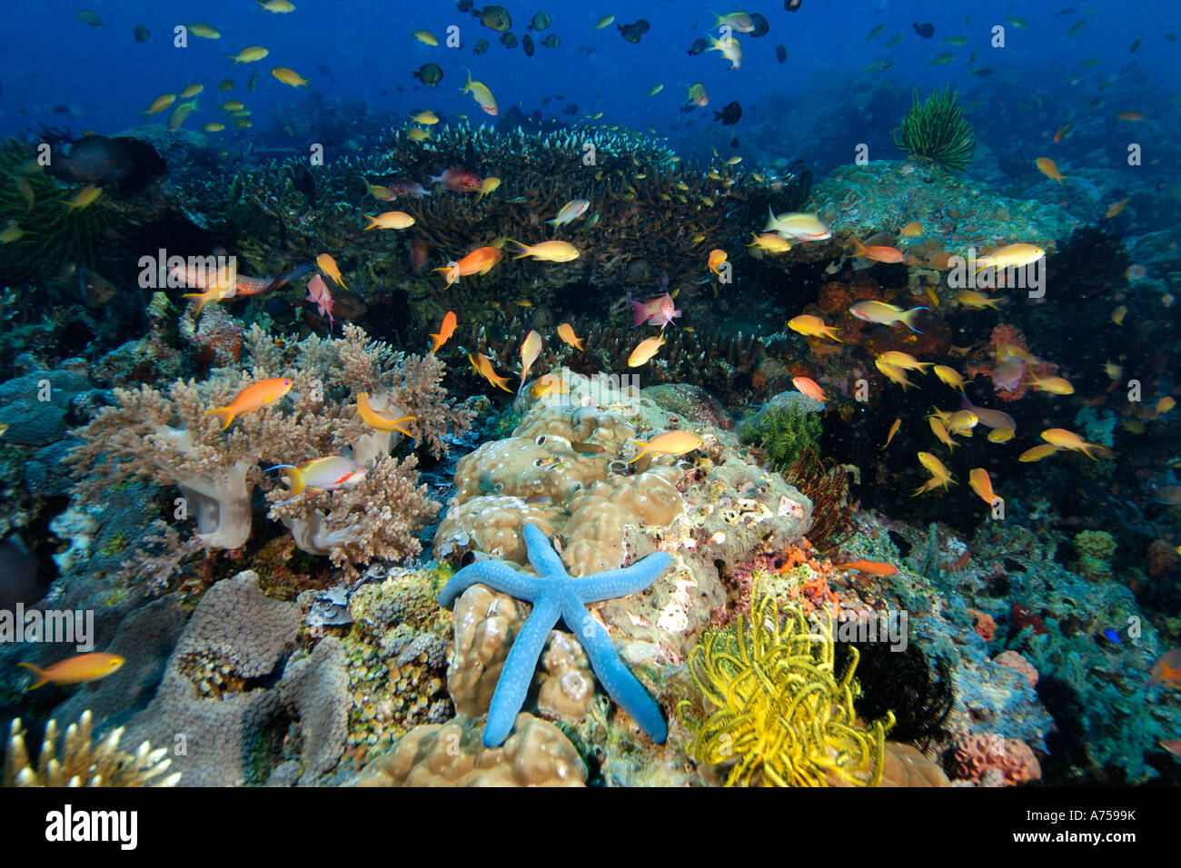Coral reef scene, Apo Island, Philippines Stock Photo: 11728638 - Alamy