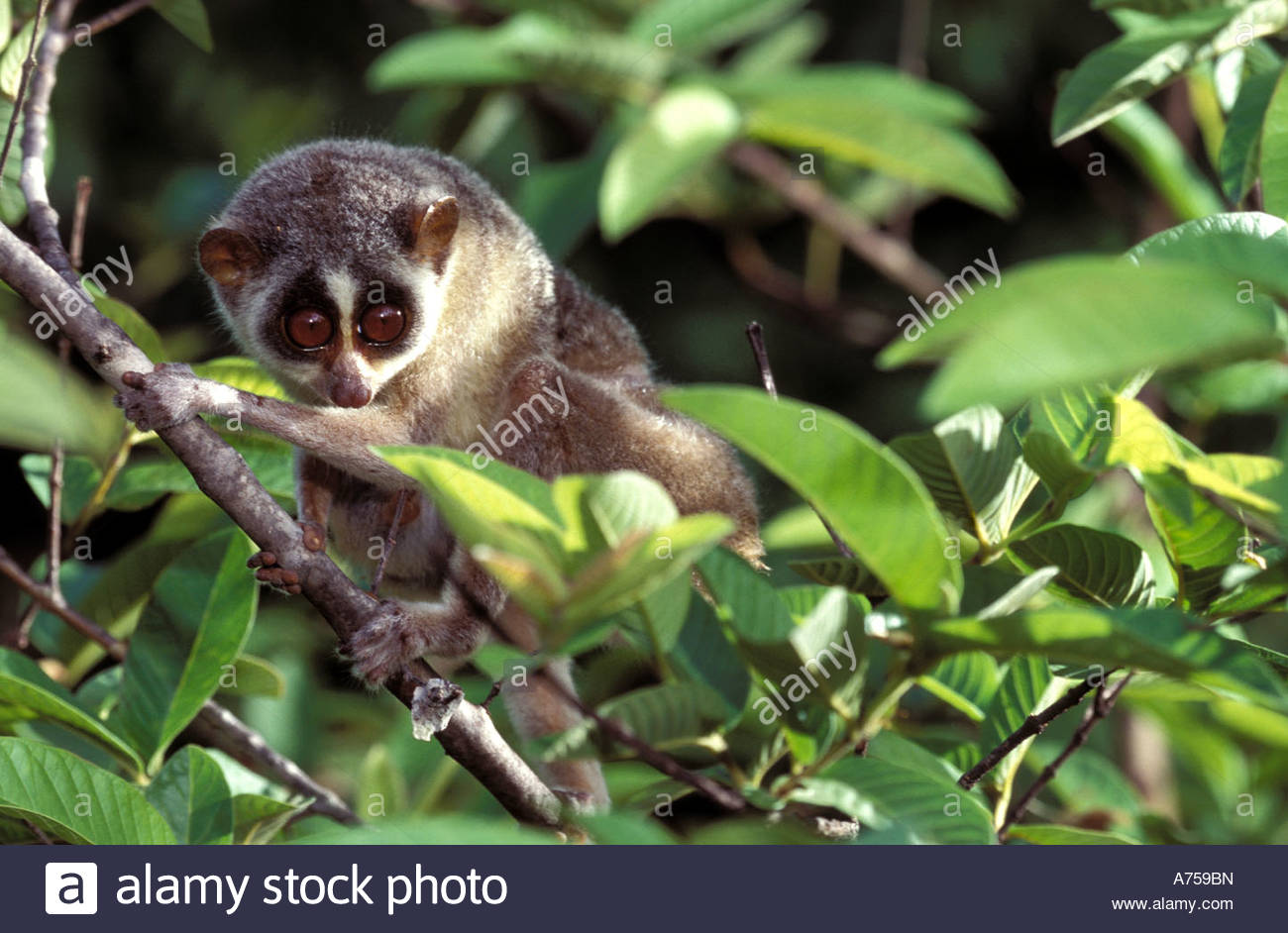 Slender Loris Stock Photos & Slender Loris Stock Images - Alamy
