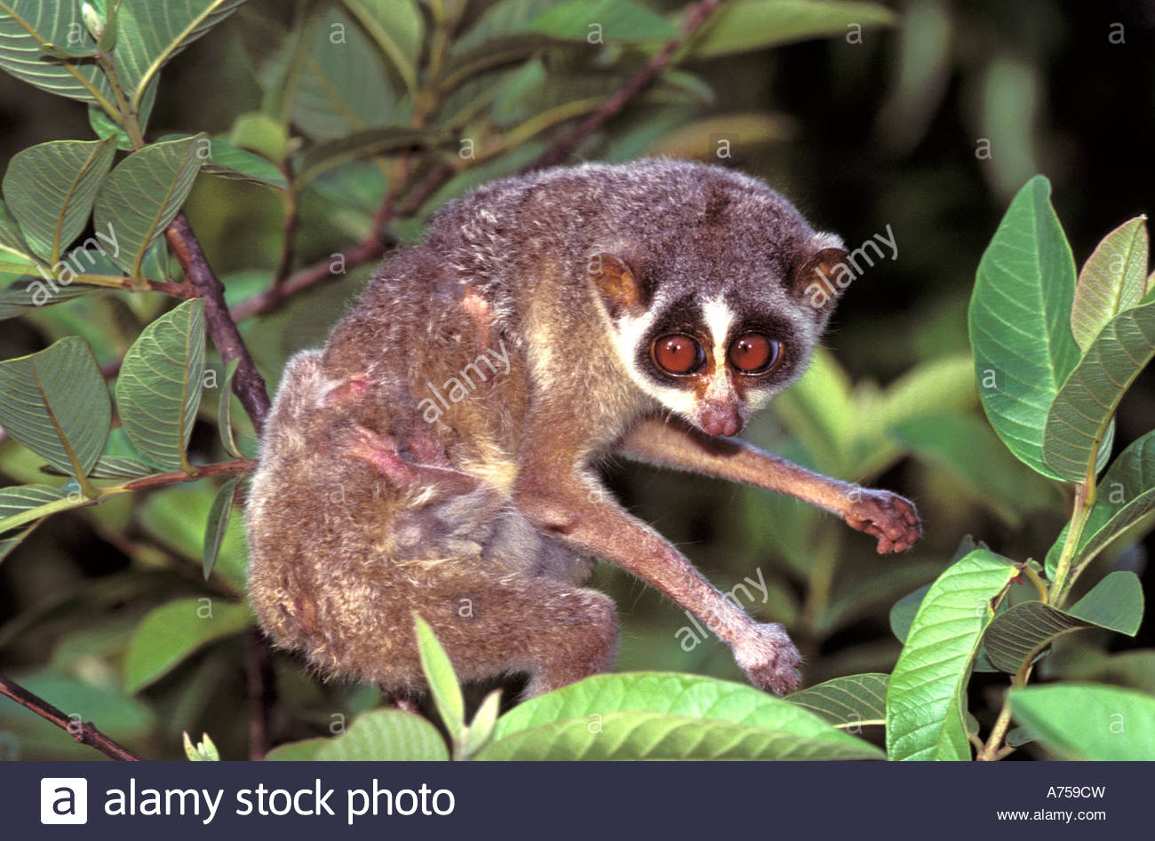 Lorisidae Stock Photos & Lorisidae Stock Images - Alamy