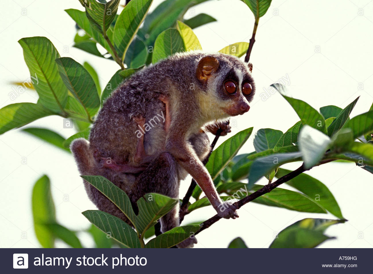 Lorisidae Stock Photos & Lorisidae Stock Images - Alamy