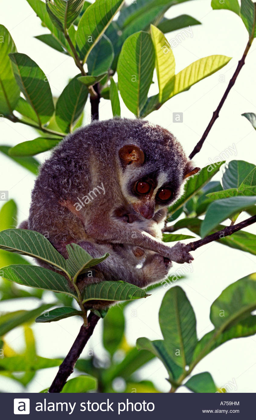 Lorisidae Stock Photos & Lorisidae Stock Images - Alamy