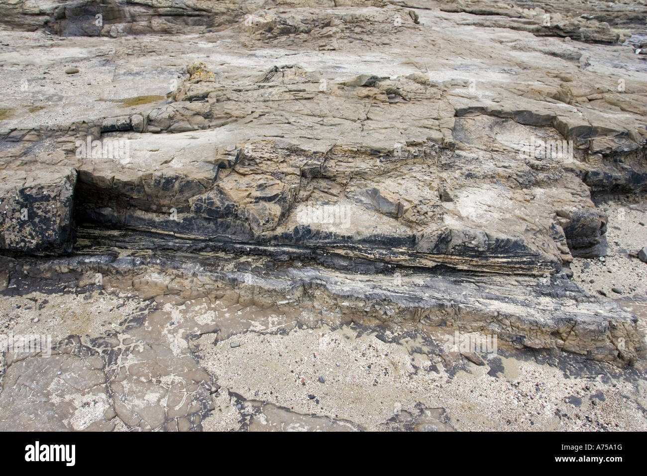 Fossil trees jurassic coast hi-res stock photography and images - Alamy