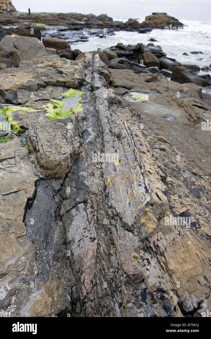 Middle jurassic tree hi-res stock photography and images - Alamy