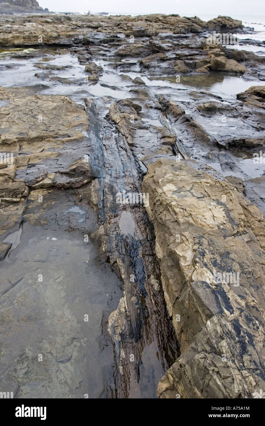 Fossilised tree trunk in exposed rocks on beach of Curio Bay site of ...