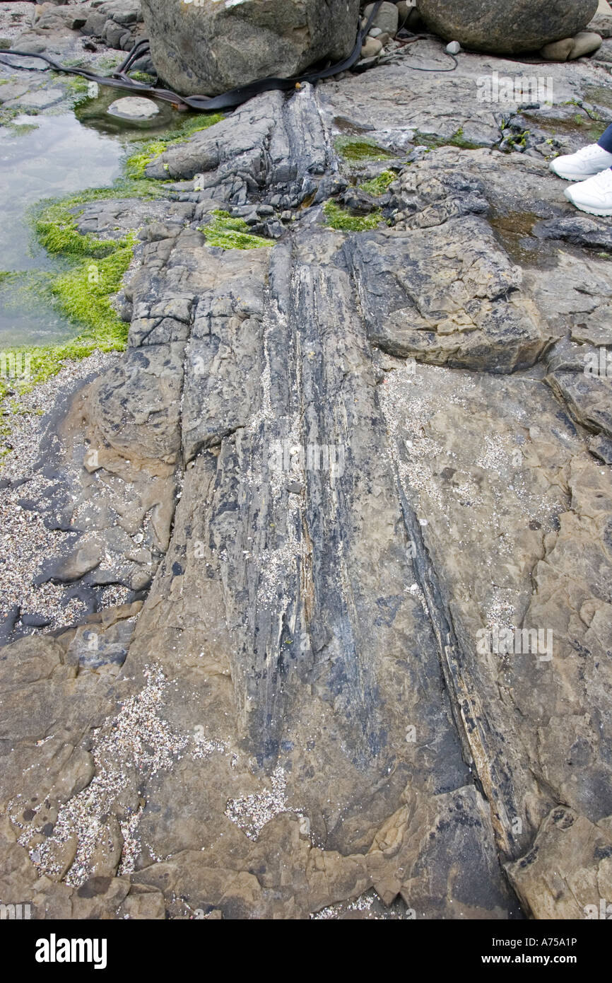 Fossil trees jurassic coast hi-res stock photography and images - Alamy