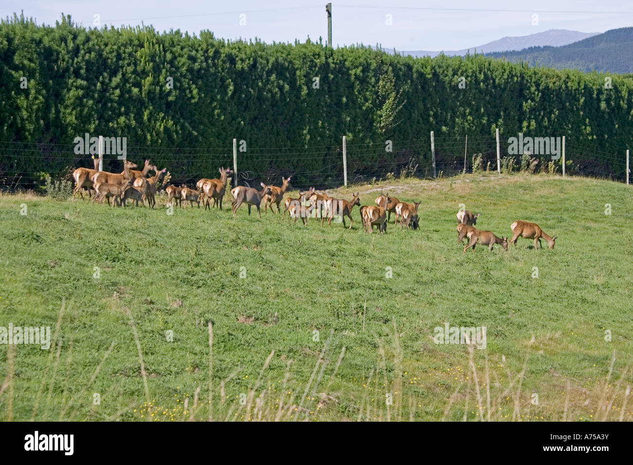 Red deer farming Mackenzie country South Island New Zealand Stock Photo ...