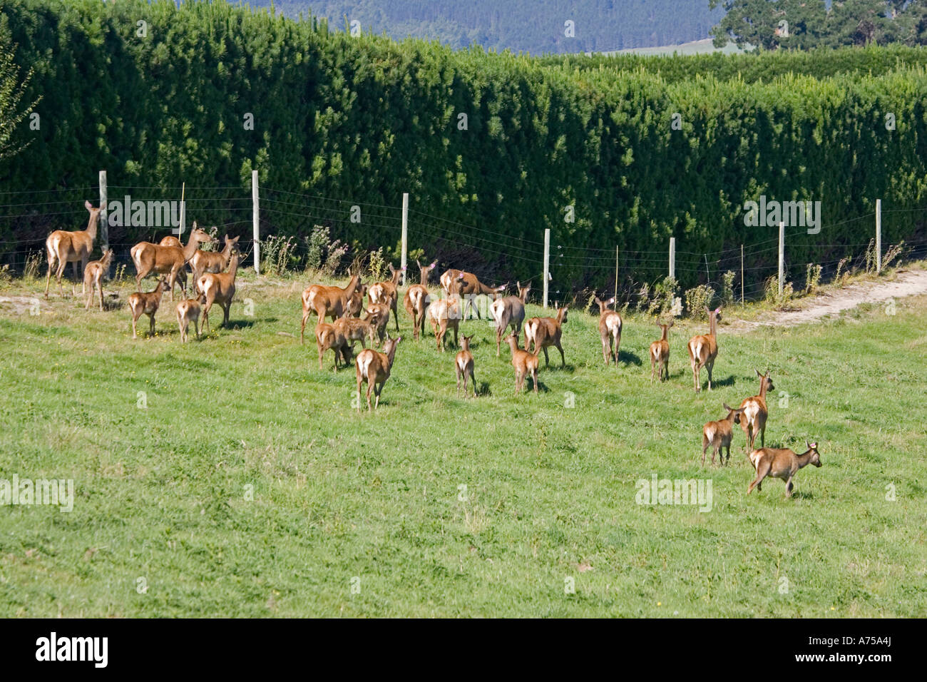 Red deer farming Mackenzie country South Island New Zealand Stock Photo ...
