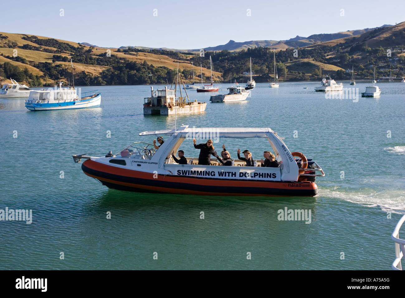 Canterbury Clipper rubber dingy taking tourists to swim with dolphins ...