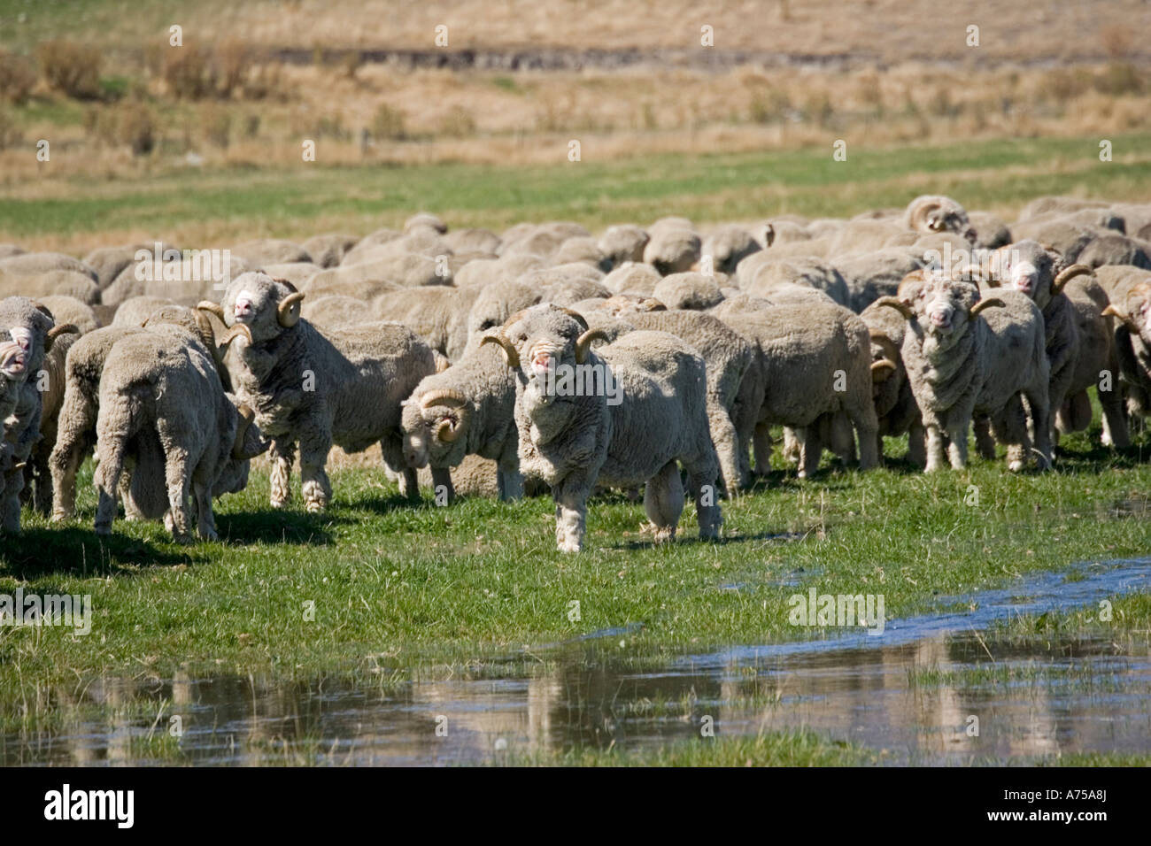 Merino rams grazing on wetland pasture Mackenzie Country South Island ...
