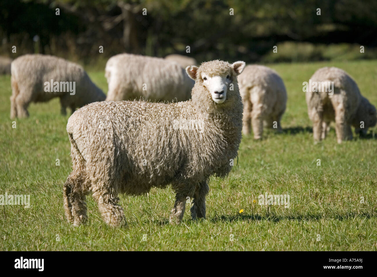 Portrait unshorn Merino sheep grazing Mackenzie Country South Island ...