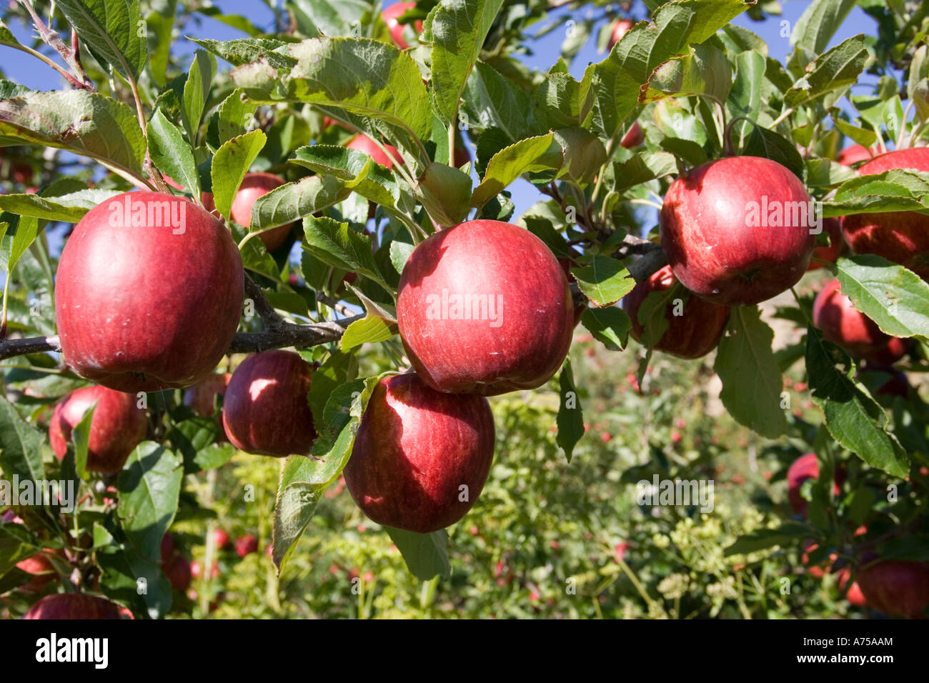 Ripe red apples growing in orchards near Cromwell South Island New ...