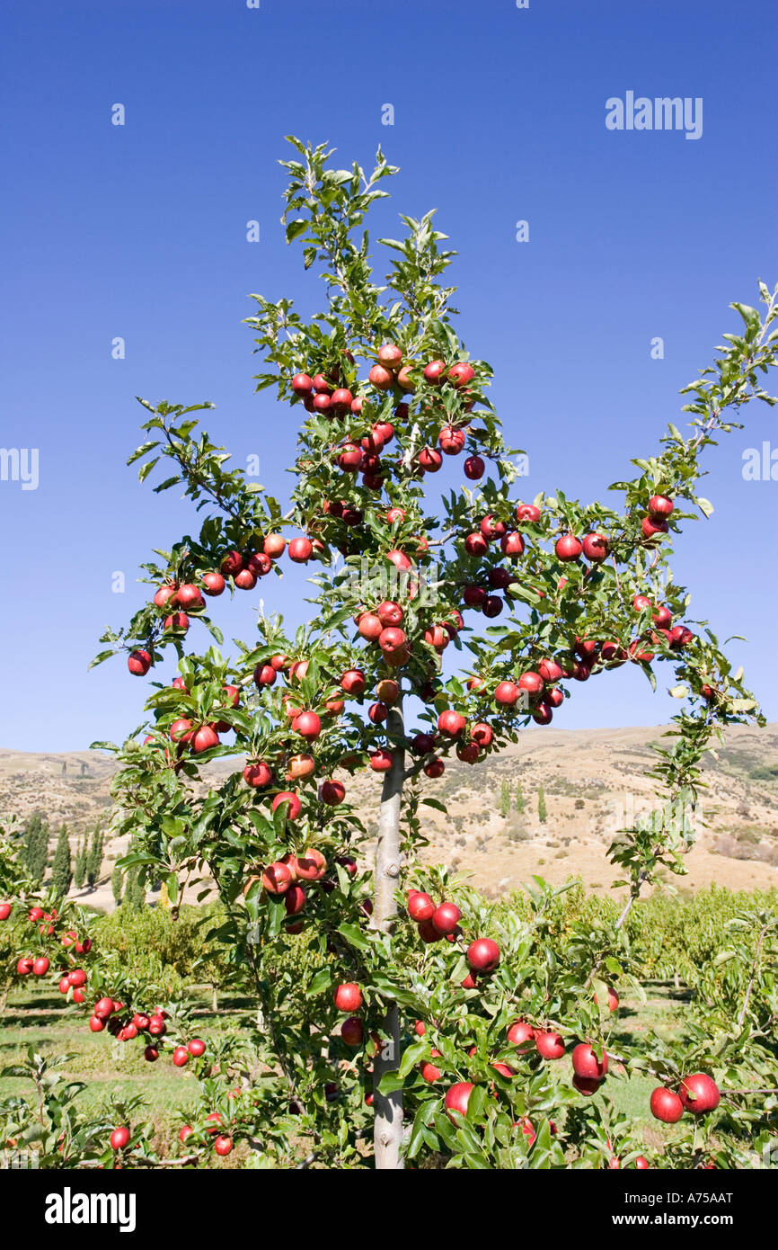 Ripe red apples on trees in orchards near Cromwell South Island New ...