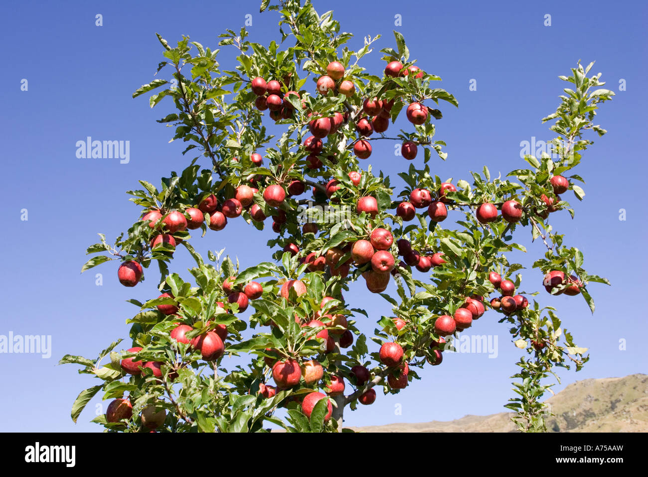 Ripe red apples in orchards near Cromwell South Island New Zealand ...