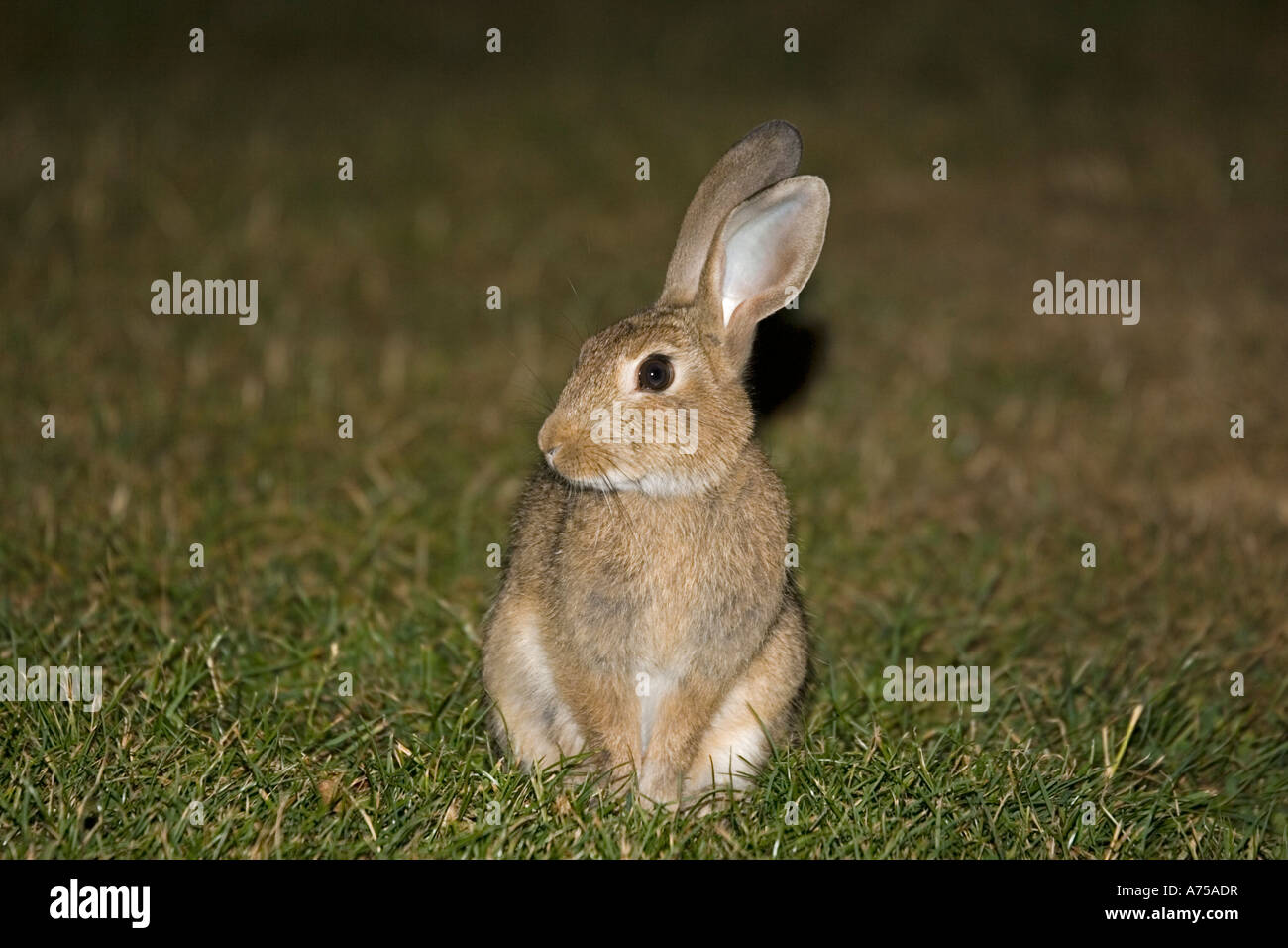 Rabbit pest hi-res stock photography and images - Alamy