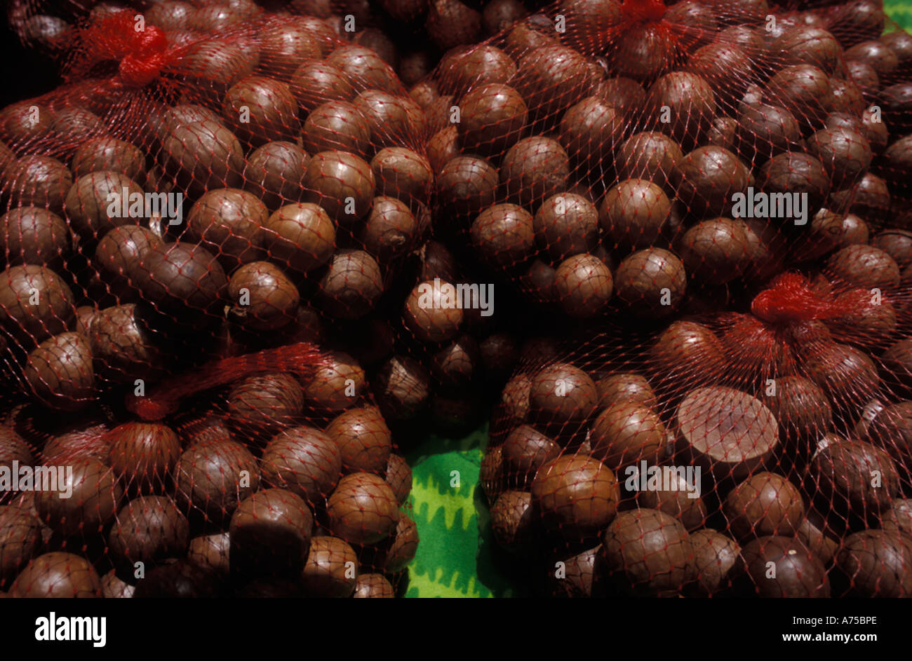 macadamia nuts , NSW , Australia Stock Photo - Alamy