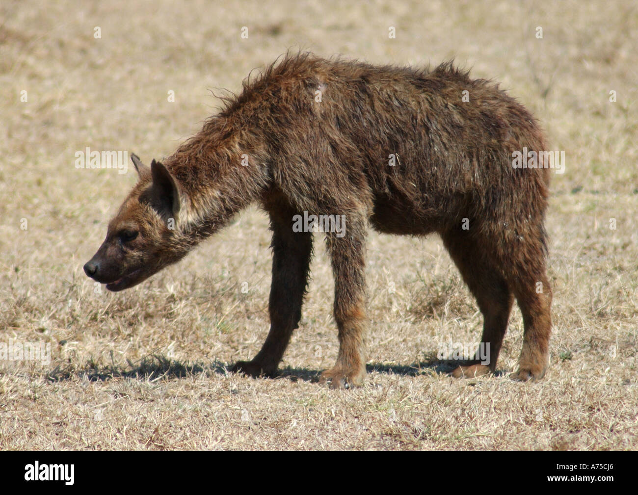 Spotted Hyena Male A Hyena Male Faces His Eyes In Front Stock Photo