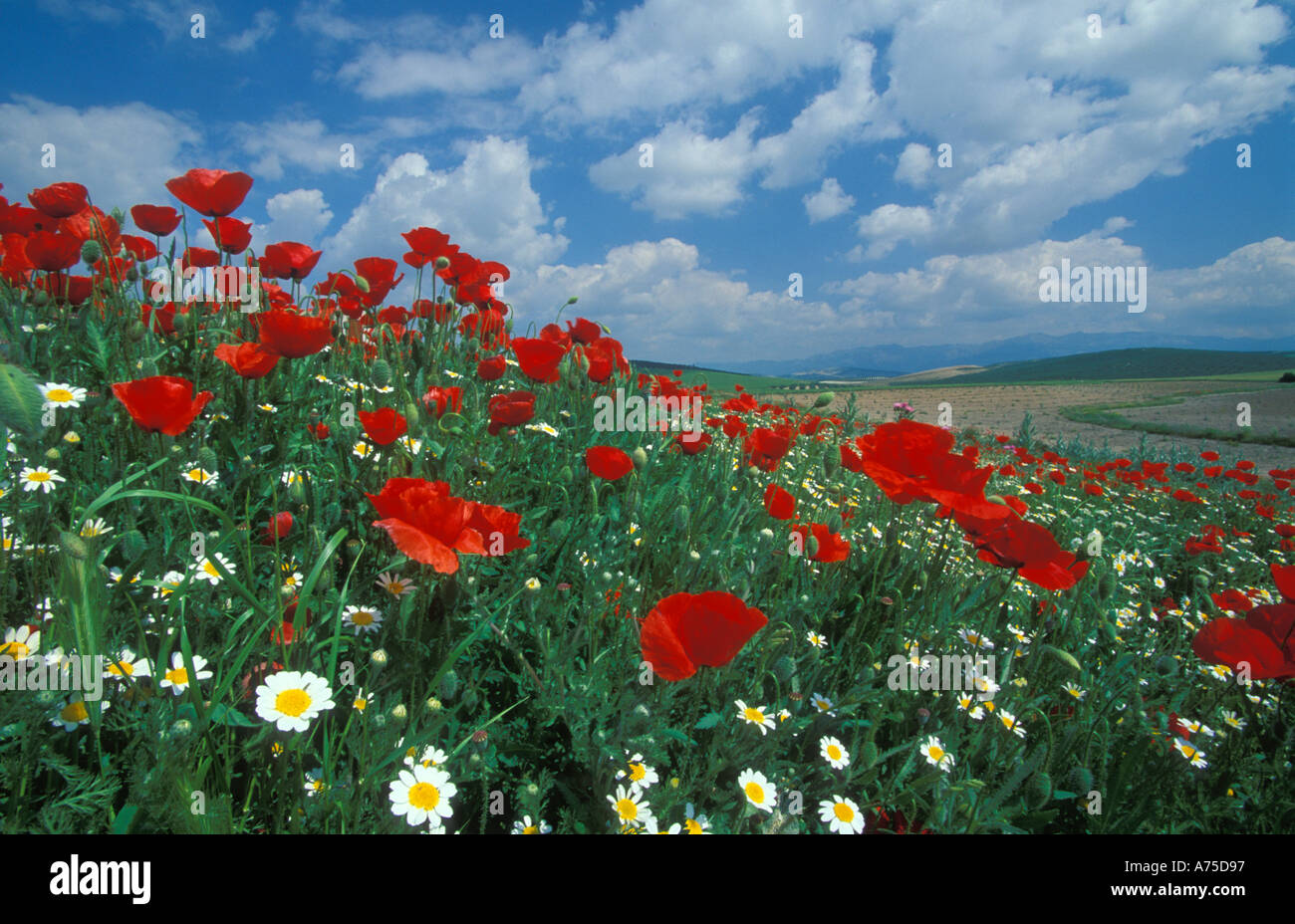 Wild Flowers Of Spain High Resolution Stock Photography and Images - Alamy