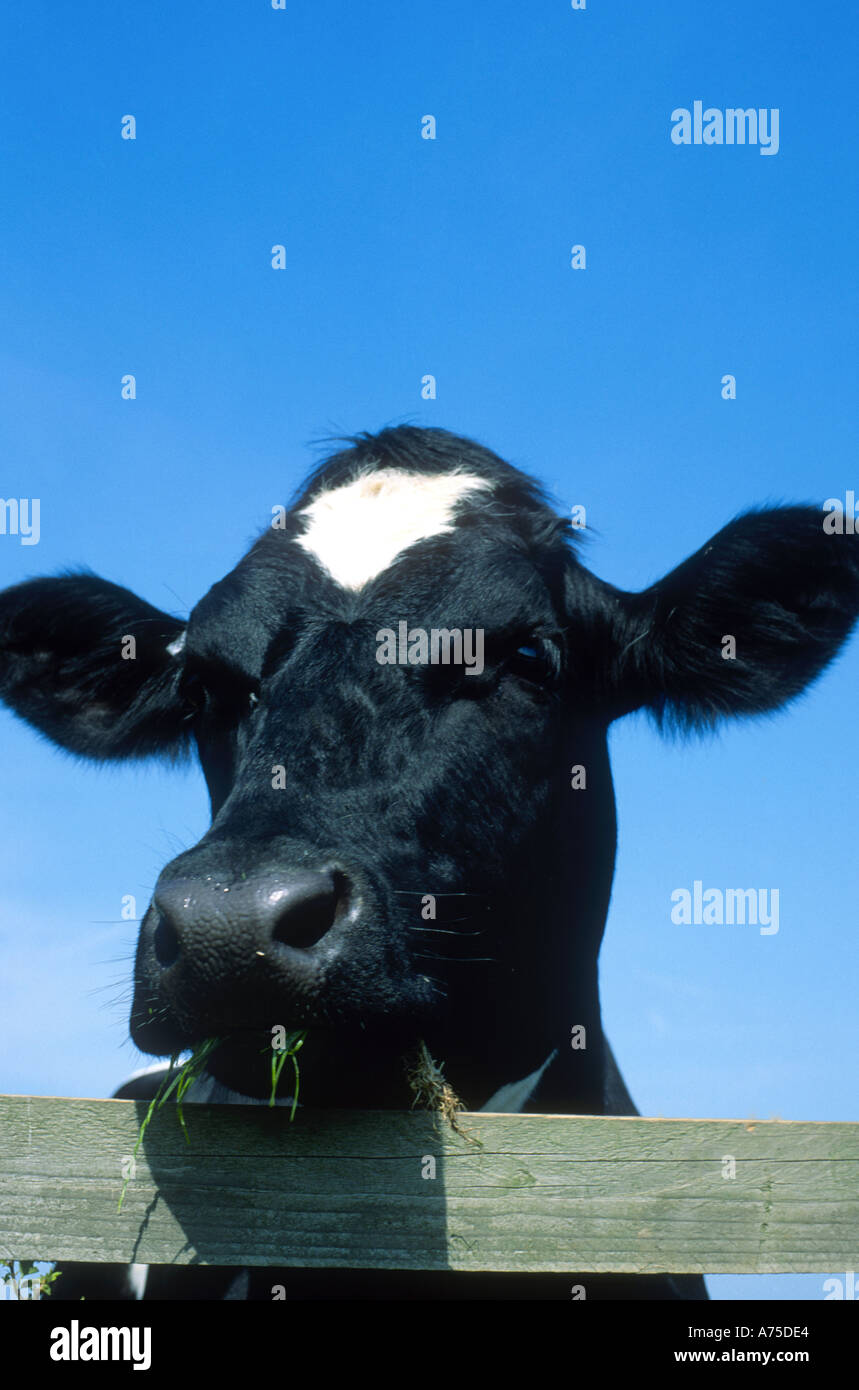 Cows looking over fence hi-res stock photography and images - Alamy