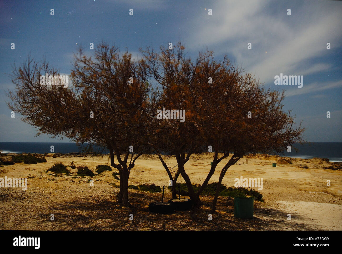 tree under the moonlight Stock Photo - Alamy