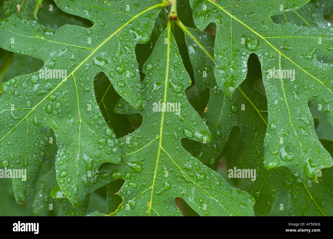 Cape Cod Oak Leaves Stock Photo - Alamy