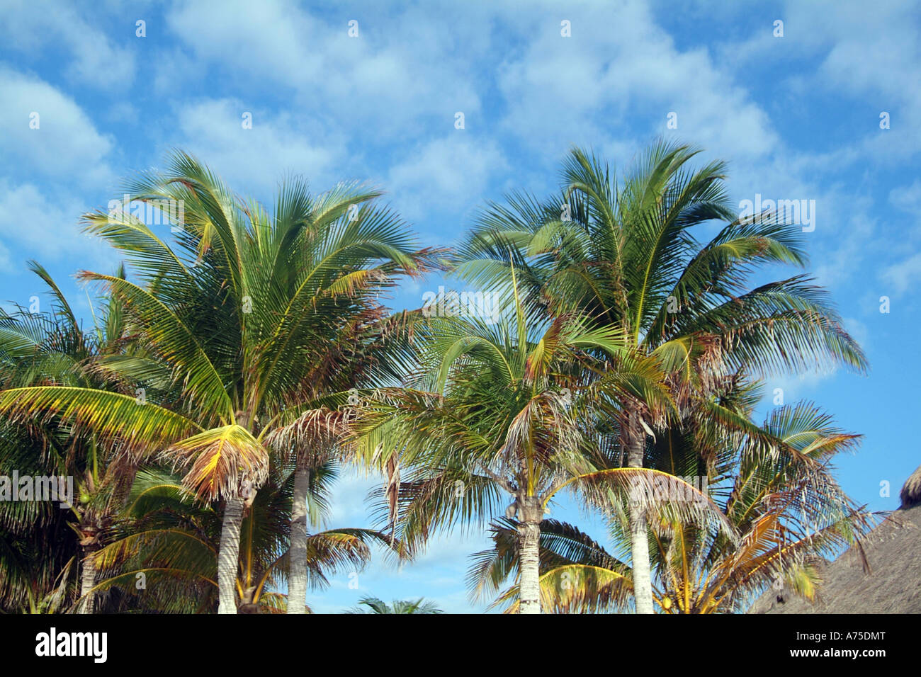 Tree trees palms hi-res stock photography and images - Alamy