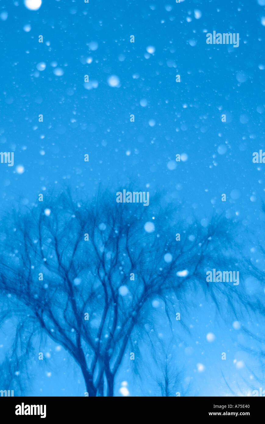 Snow falling during a winter storm Stock Photo - Alamy