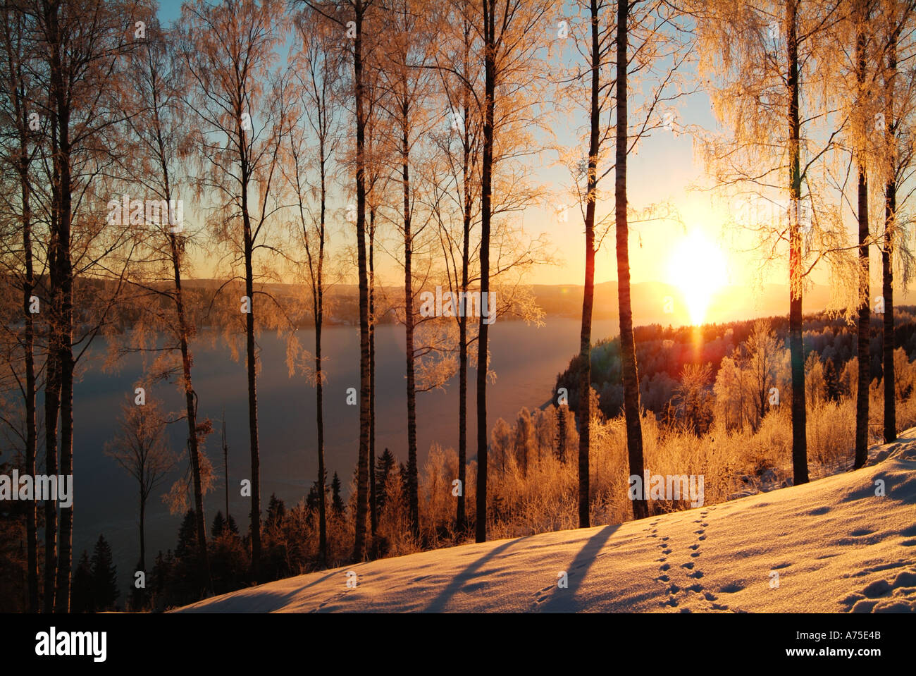 Varmland sweden animal hi-res stock photography and images - Alamy