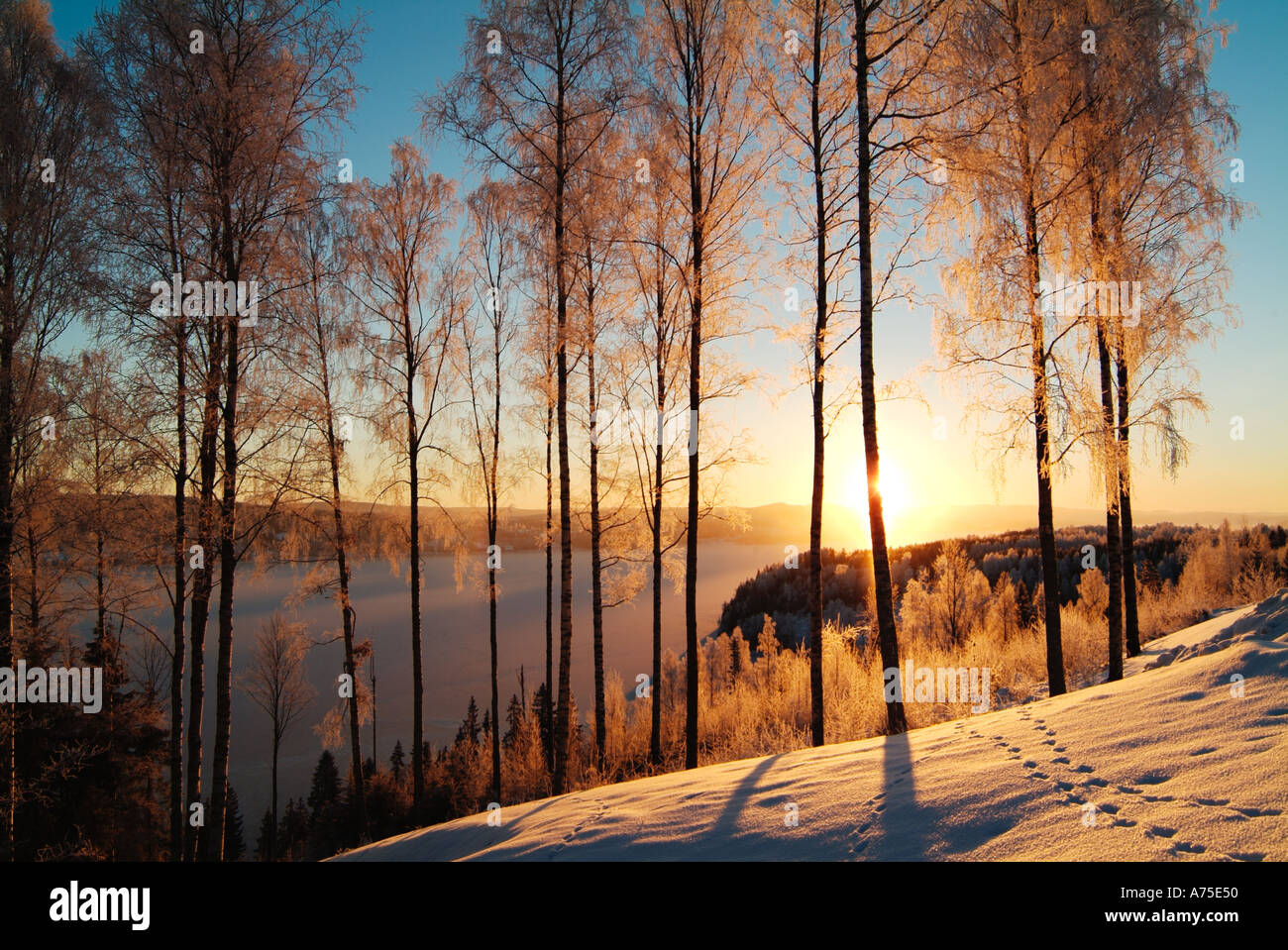 Varmland sweden animal hi-res stock photography and images - Alamy