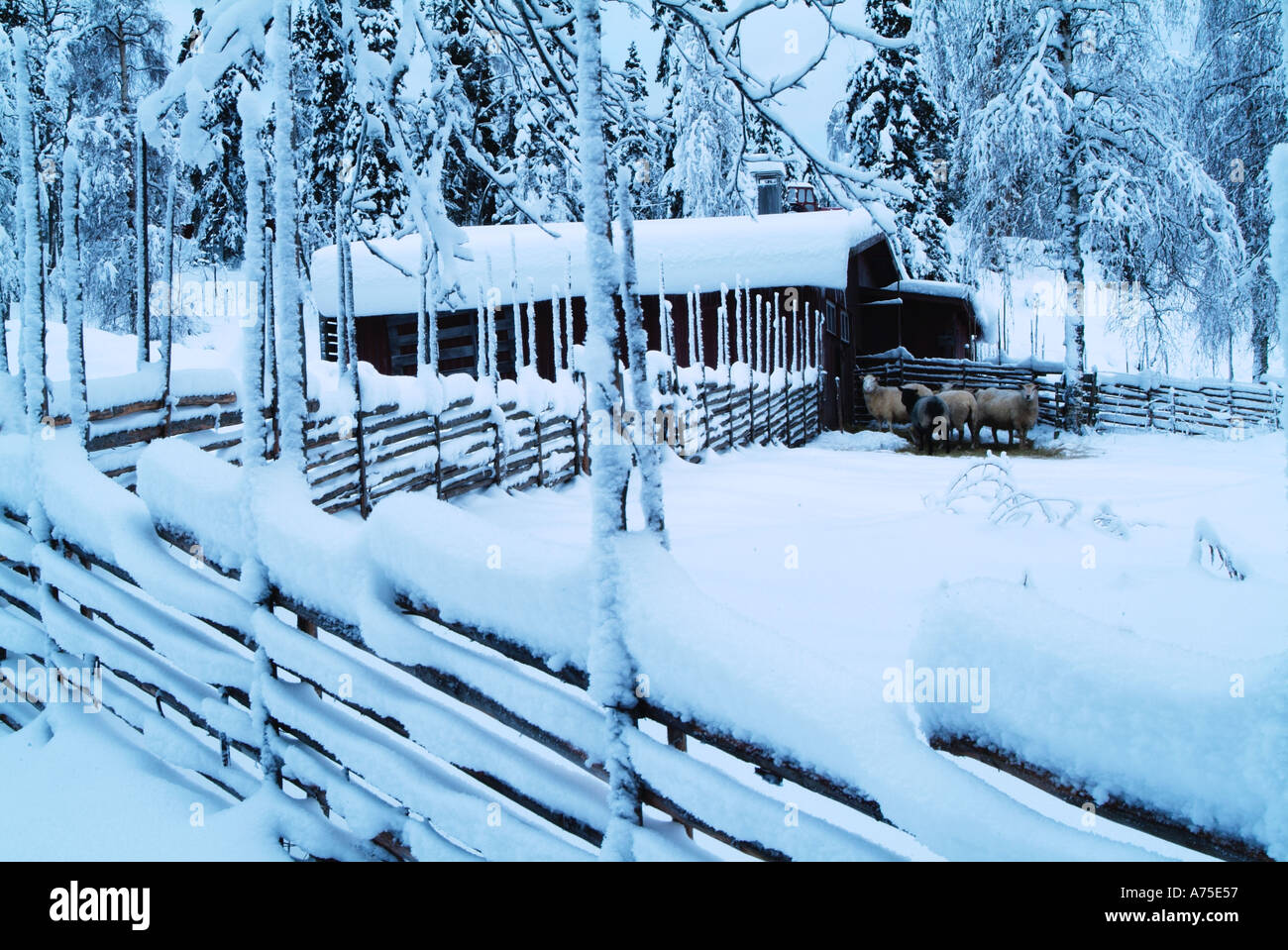 Snow covering fence sheep and farm scene in rural Varmland Sweden Stock ...