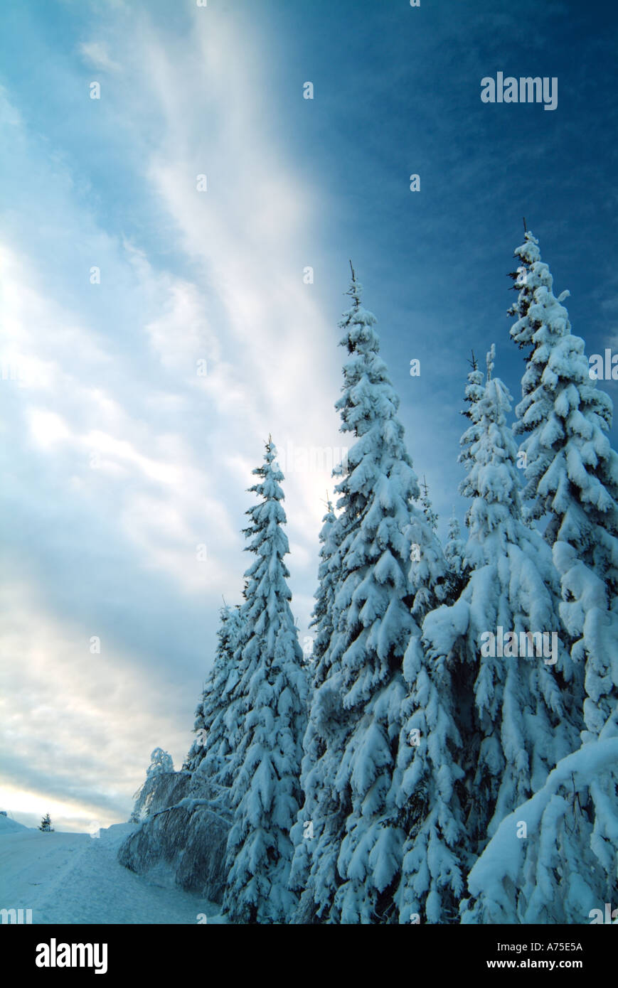 Tall Winter Trees High Resolution Stock Photography and Images - Alamy