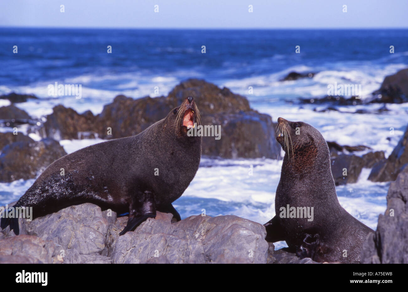 New Zealand Fur Seals in Aggressive Display Arctocephalus forsteri ...