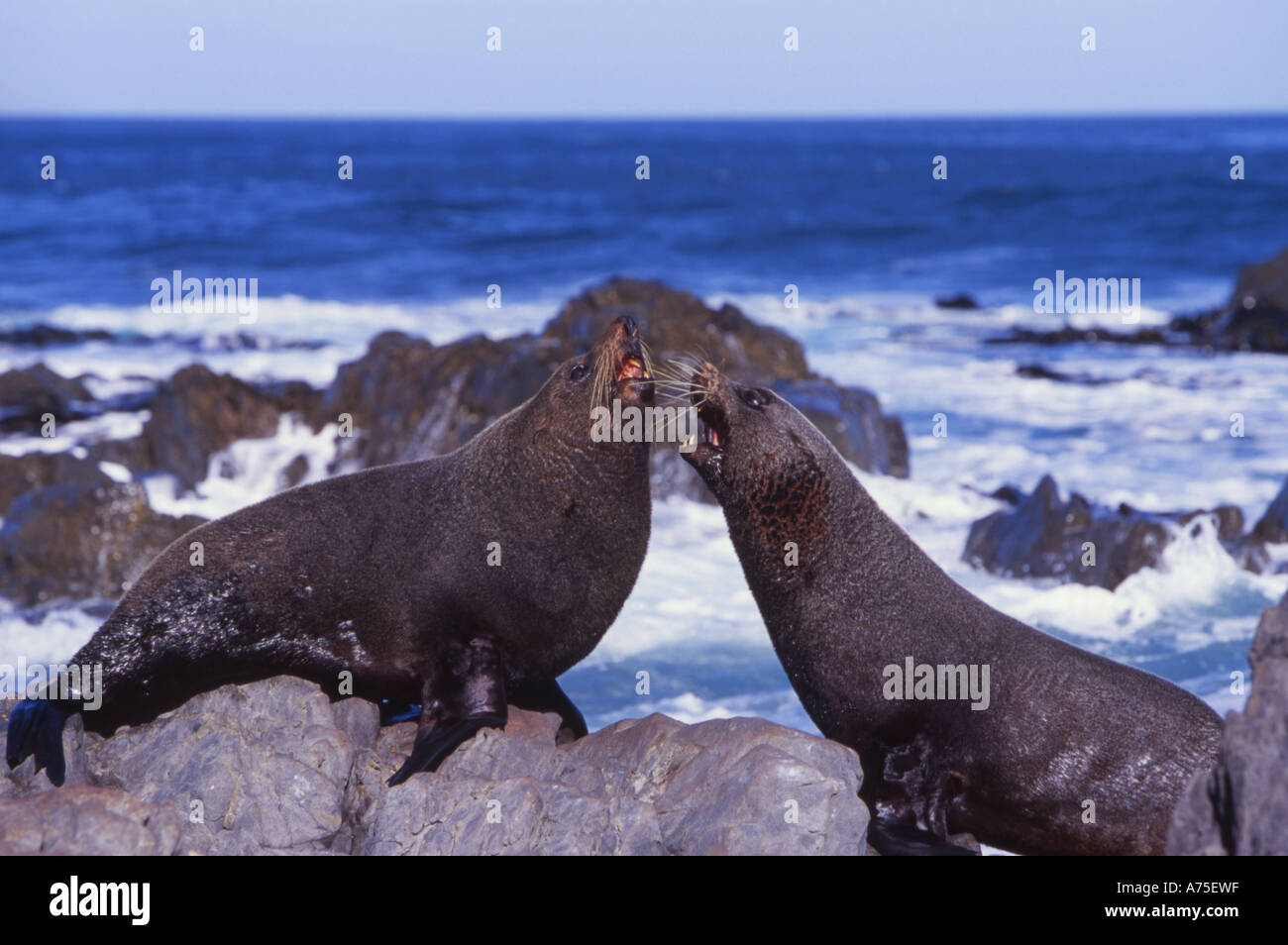 Seal mouth open in sea aggression hi-res stock photography and images ...